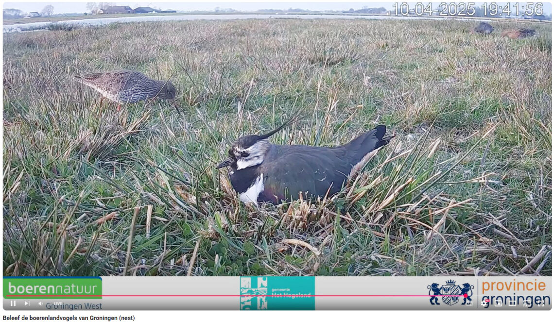 ‘Beleef de boerenlandvogels van Groningen’ via live webcam - Eemskrant.nl | Nieuws uit de regio ...