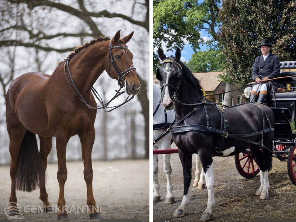 Twee paarden uit Delfzijl naar Prinsjesdag in Den Haag - Eemskrant.nl ...